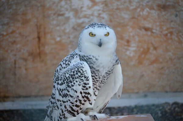 12 Birds That Live in Cold Climates: Discover Them Now!