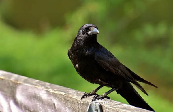 18 Birds That Eat Ants: Nature's Pest Control Experts!