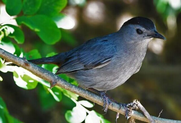18 Birds That Eat Ants: Nature's Pest Control Experts!