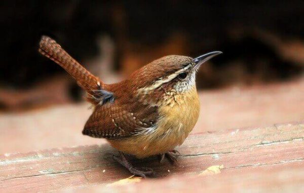 52 Most Common Birds in Pennsylvania: The Ultimate Guide!