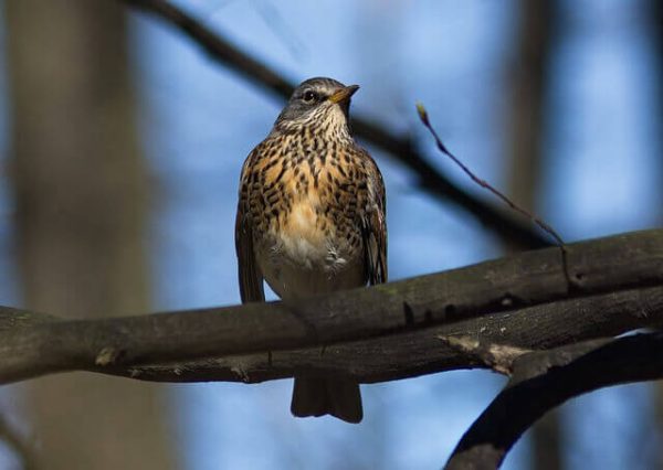 13 Birds That Eat Holly Berries: A Winter Feast Revealed!
