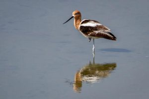 16 Birds That Stand On One Leg: Exploring the Phenomenon!