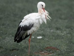 16 Birds That Stand On One Leg: Exploring the Phenomenon!