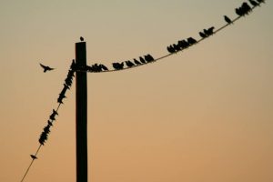 Why Do Birds Sit On Power Lines? Avian Insights!