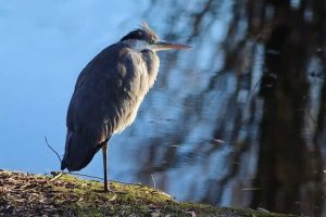 16 Birds That Stand On One Leg: Exploring the Phenomenon!