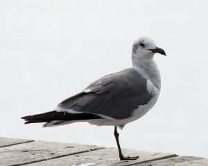 16 Birds That Stand On One Leg: Exploring the Phenomenon!