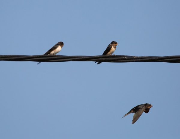 Why Do Birds Sit On Power Lines? Avian Insights!
