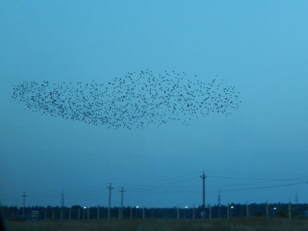 Why Do Birds Fly In Circles? Examining the Phenomenon!