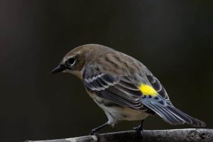 56 Most Common Birds in Oregon: The Ultimate Guide!