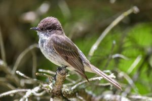 50 Most Common Birds in New Hampshire: Ultimate Guide!