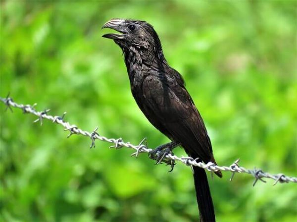 62 Birds That Eat Frogs (with Stunning Photos, ID & Info)