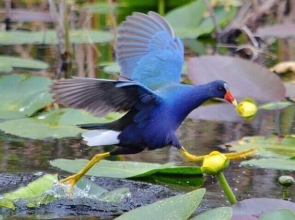 18 Stunning Birds with Red Beaks: A Colorful Guide!