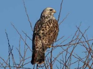14 Birds That Eat Rabbits (with Photos, ID & Info)
