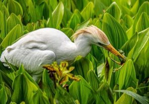 62 Birds That Eat Frogs (with Stunning Photos, ID & Info)