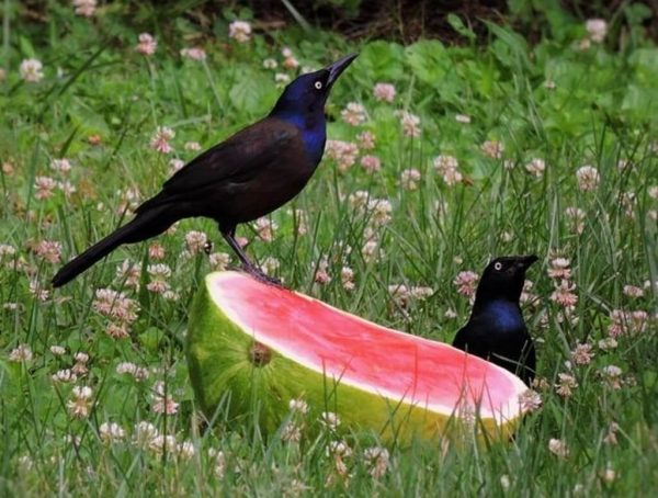 Can Birds Eat Watermelon? Everything You Need To Know