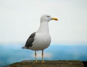 12 Birds That Eat Turtles: Surprising Predators Revealed!