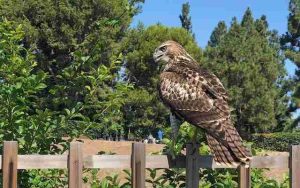 Can A Hawk Pick Up A Dog? Everything You Need To Know!