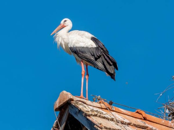 12 Birds That Eat Turtles: Surprising Predators Revealed!