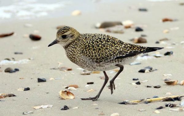 13 Birds That Run Fast (Ranking the Fastest on Earth!)