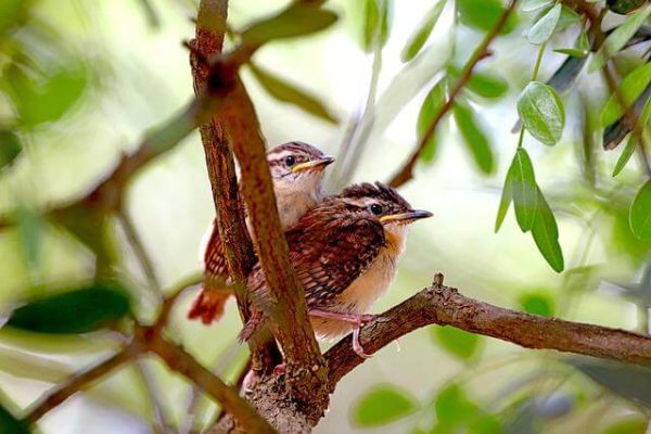 21 Birds That Mate For Life: Nature's Most Loyal Pairs!
