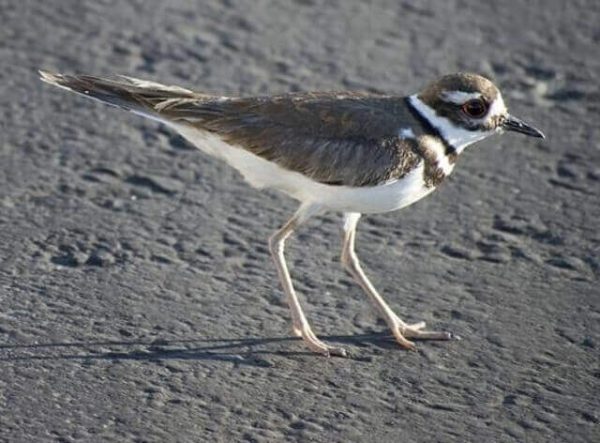 13 Birds That Run Fast (Ranking the Fastest on Earth!)