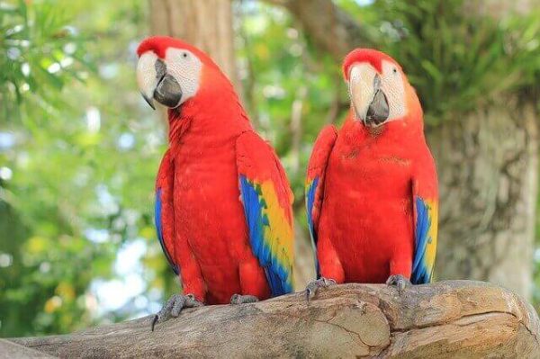 21 Birds That Mate For Life: Nature's Most Loyal Pairs!