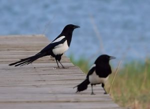 21 Birds That Mate For Life: Nature's Most Loyal Pairs!
