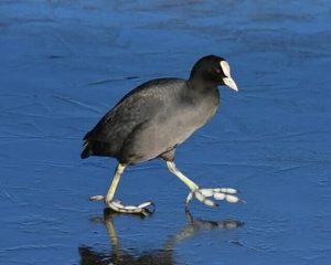 17 Birds That Swim Underwater (with Photos, ID, & Info!)