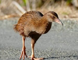 13 Birds That Run Fast (Ranking the Fastest on Earth!)