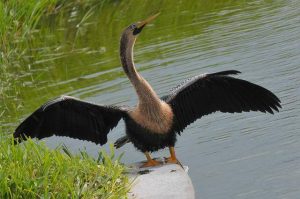 17 Birds That Swim Underwater (with Photos, ID, & Info!)
