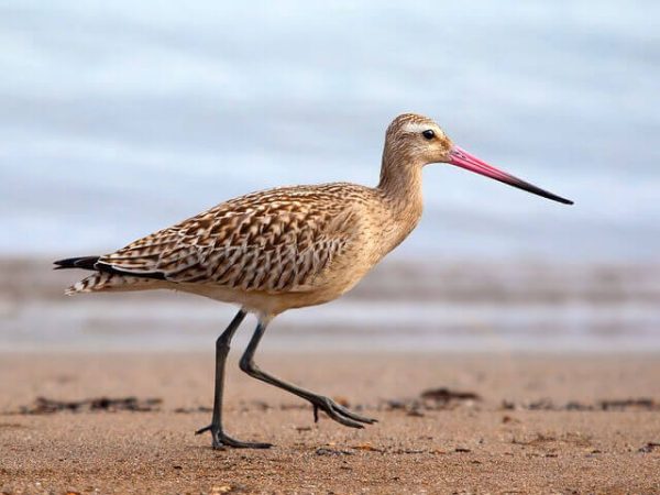 13 Birds That Run Fast (Ranking the Fastest on Earth!)