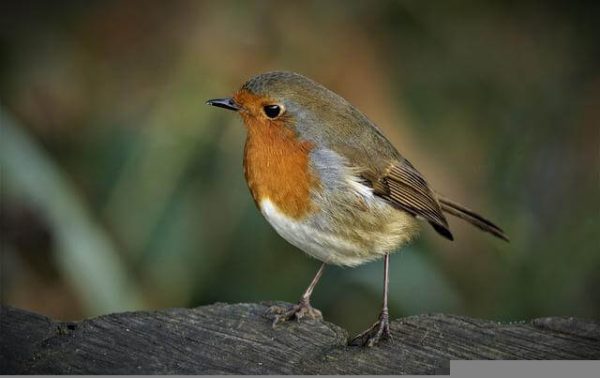 What Time Do Birds Wake Up? (The Truth Uncovered!)