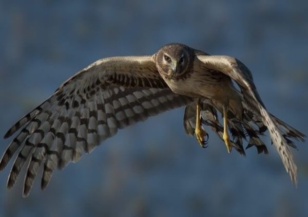 Birds That Hover: 14 Fascinating Species That Defy Gravity!