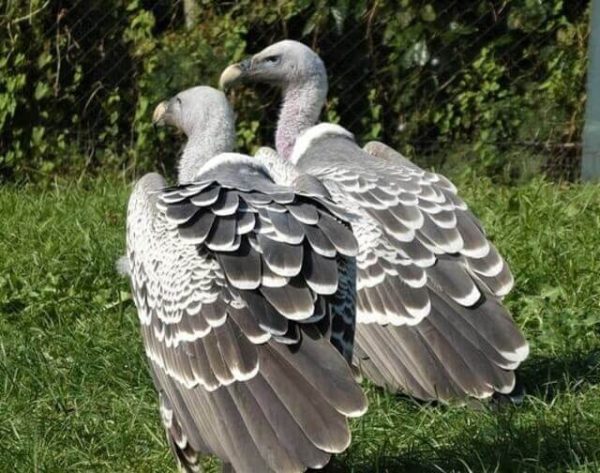 Top 10 Highest Flying Birds In The World!