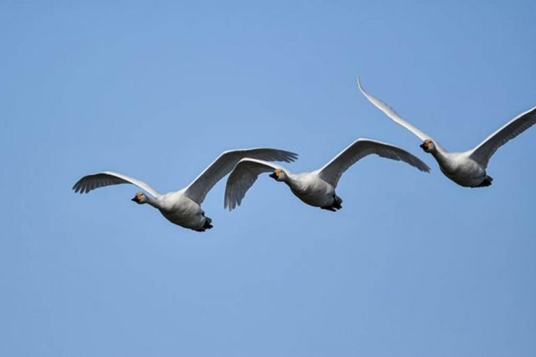 Top 10 Highest Flying Birds In The World!