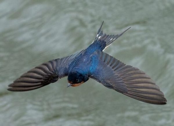 Birds That Hover: 14 Fascinating Species That Defy Gravity!