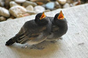 17 Birds That Nest Under Eaves and Ways to Deter Them!!