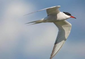 Birds That Hover: 14 Fascinating Species That Defy Gravity!