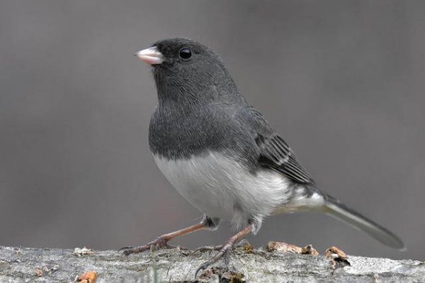 23 Backyard Winter Birds in Virginia: An Expert Guide!