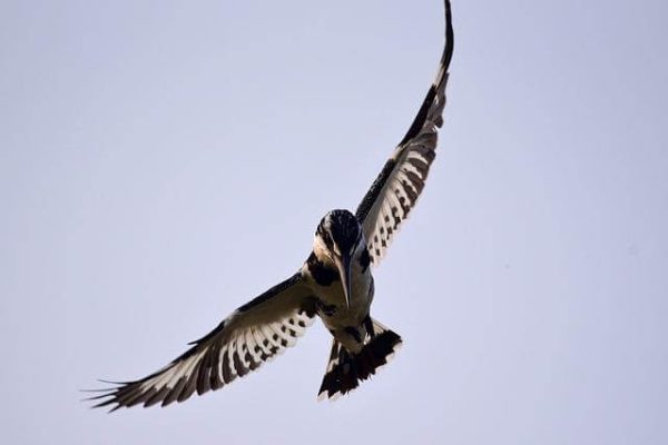 Birds That Hover: 14 Fascinating Species That Defy Gravity!