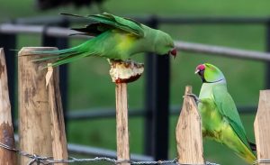 Why Do Birds Fight Each Other? (The Main Reasons!)