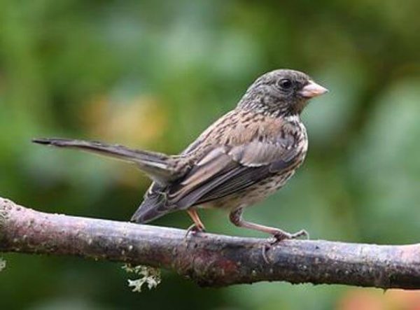 38 Most Common Birds in Arizona: A Birdwatcher’s Guide!