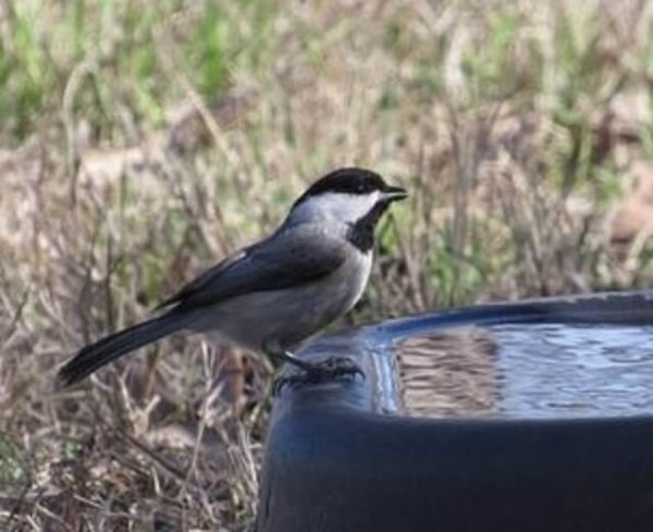 19 Birds Attracted To Maple Trees: Uncover the Connection