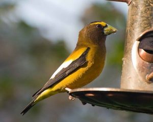 19 Birds Attracted To Maple Trees: Uncover the Connection