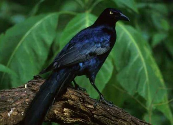 38 Most Common Birds in Arizona: A Birdwatcher’s Guide!