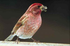 19 Birds Attracted To Maple Trees: Uncover the Connection