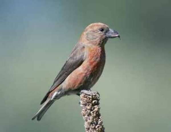 Birds Attracted To Birch Trees: 12 Species You’ll See!