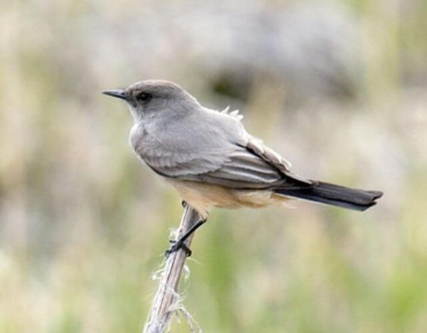 38 Most Common Birds in Arizona: A Birdwatcher’s Guide!