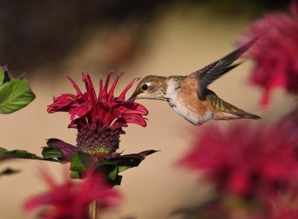 31 Blooms That Charm Hummingbirds: Nature's Dance!