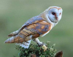 9 Types of Owls in Arkansas: The Ultimate Guide!